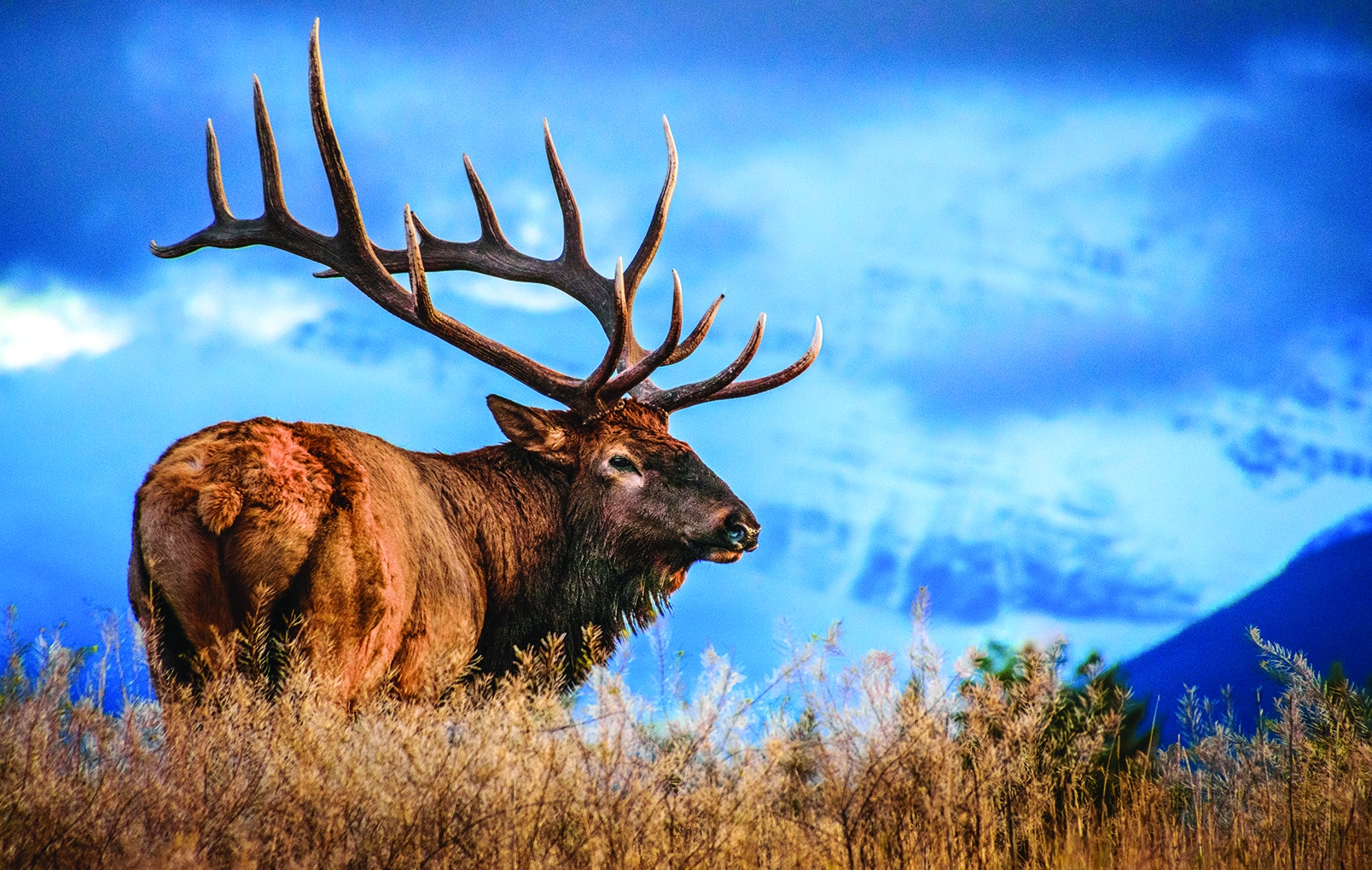 2026 Fall Draw results available for hunt permits - The Standard Newspaper