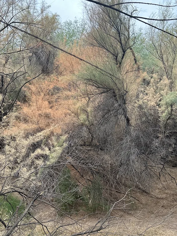 The ongoing AZGFD project to remove tamarisk - The Standard Newspaper