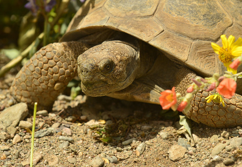 New live wildlife rules in effect for Arizona - The Standard Newspaper